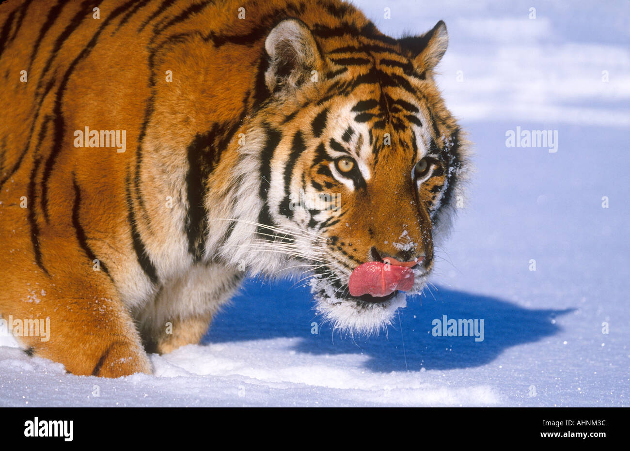 Endangered siberian tiger in snow Stock Photo - Alamy
