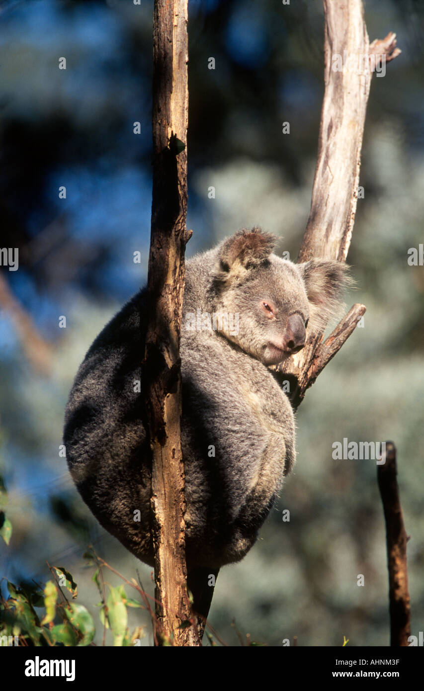 Koala resting in eucalyptus tree Stock Photo - Alamy