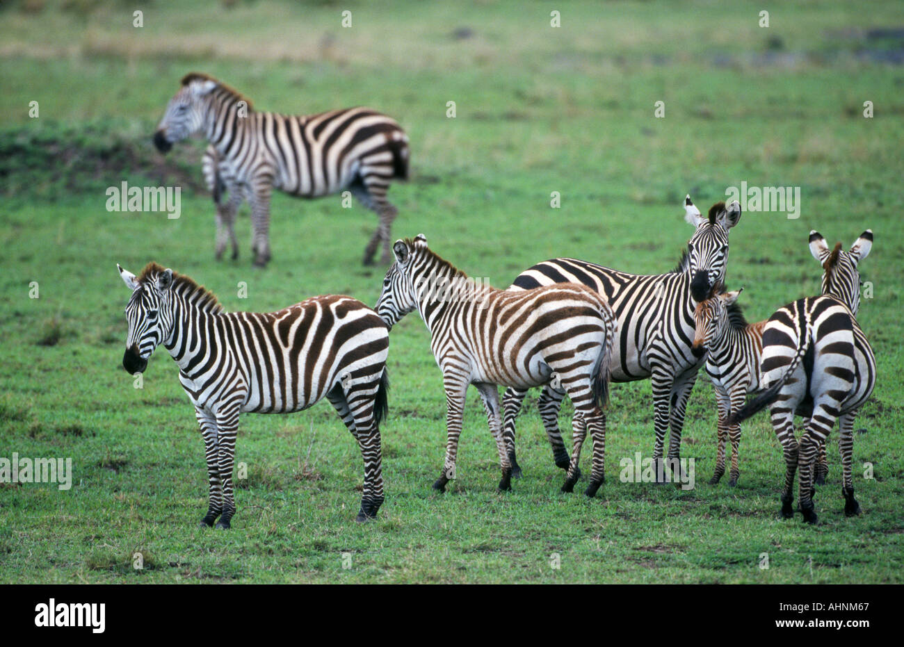 Africa Zebra Jump High Resolution Stock Photography and Images - Alamy