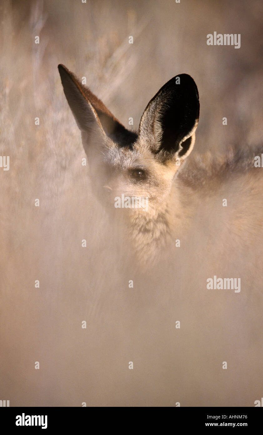 Bat eared fox Stock Photo - Alamy
