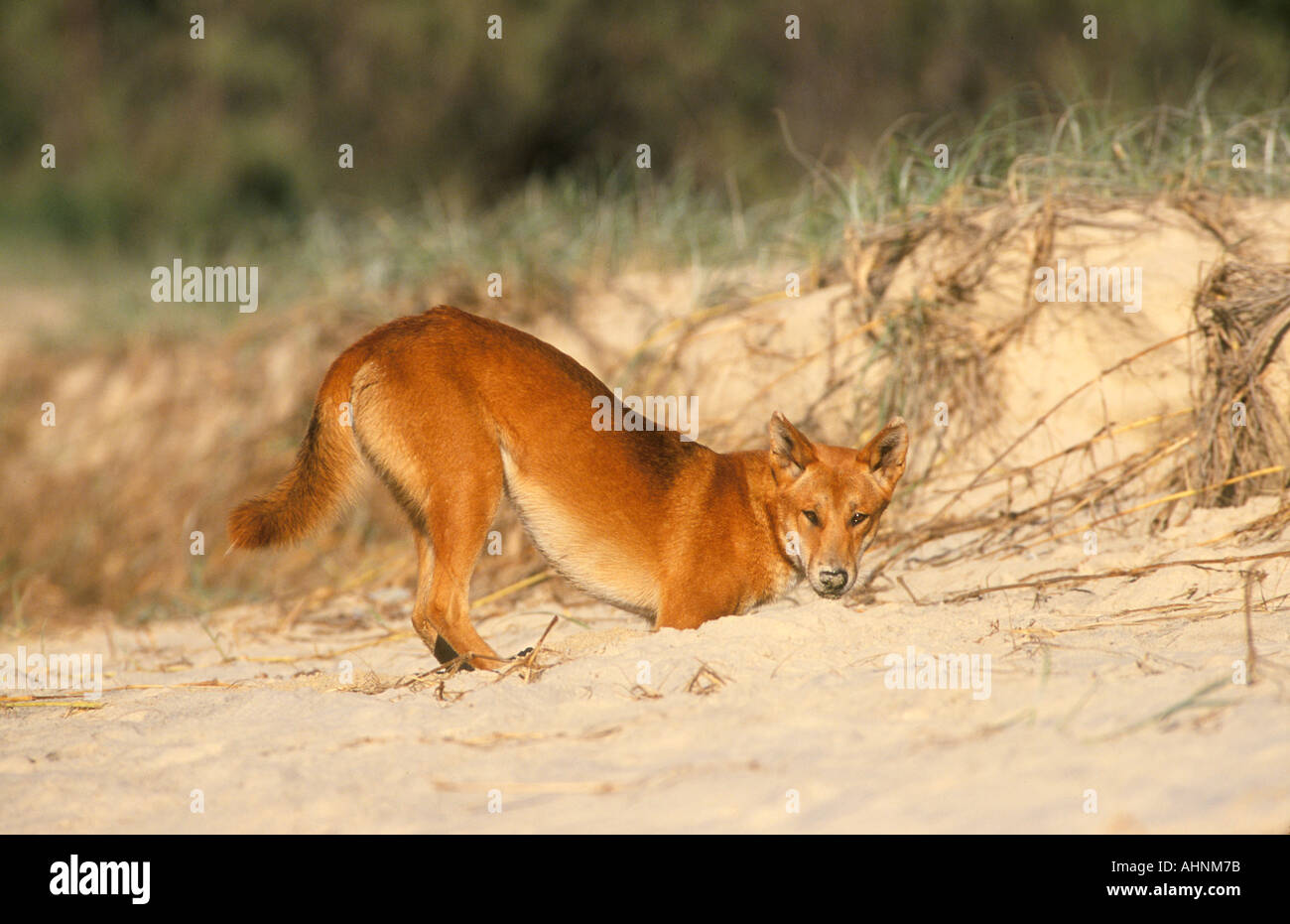 Dingo Hunt High Resolution Stock Photography and Images - Alamy
