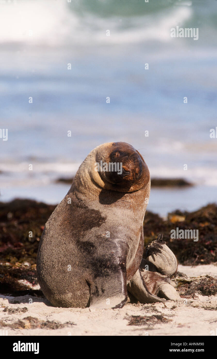 Australian sea lion bull Stock Photo - Alamy