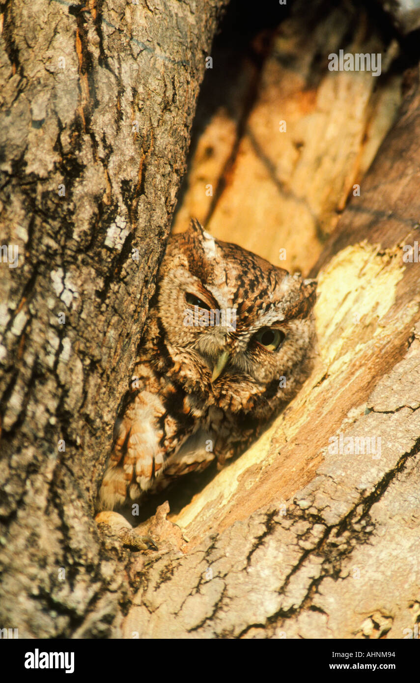 Eastern screech owl at nest cavity in Florida Stock Photo - Alamy