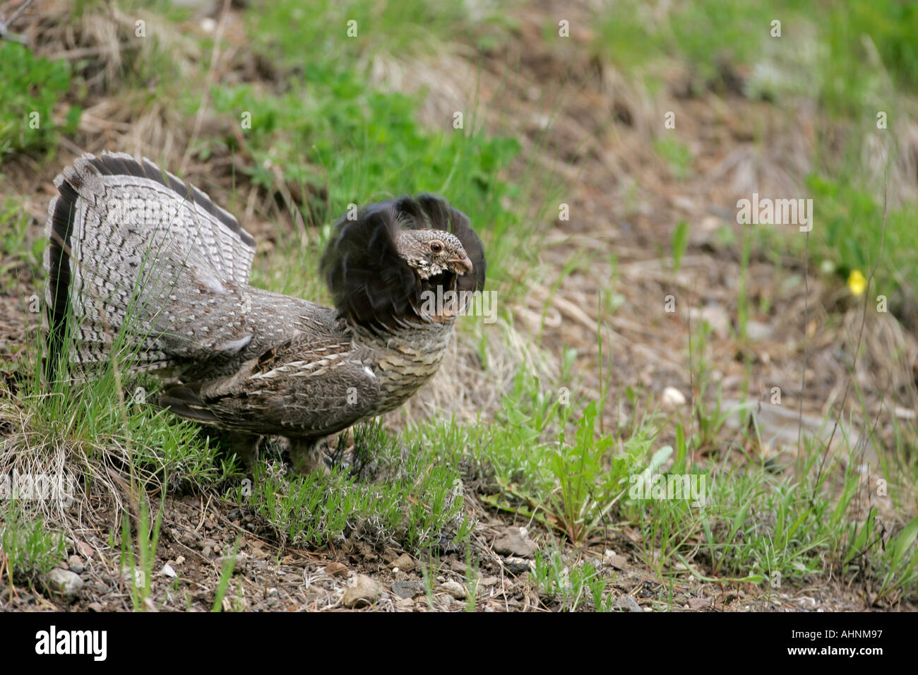 Ruffed grouse with tail fanned in breeding display Stock Photo - Alamy