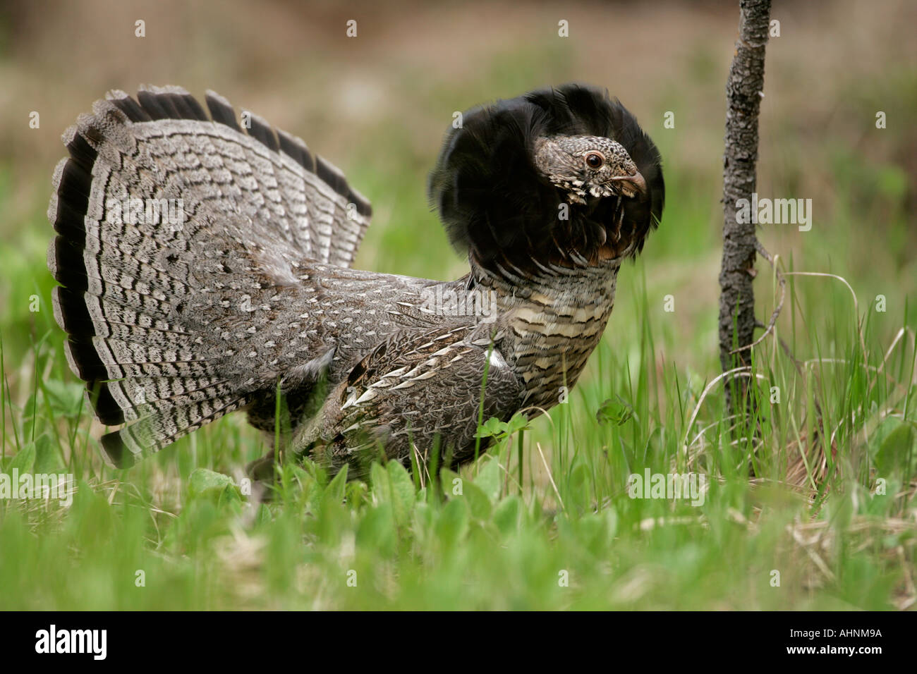 Ruffed grouse in breeding display Stock Photo - Alamy