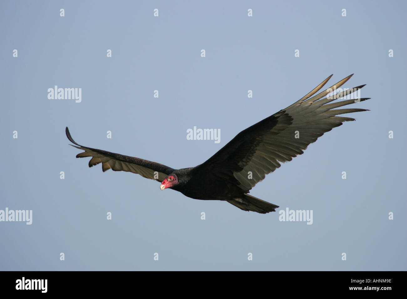 Turkey vulture in flight Stock Photo - Alamy