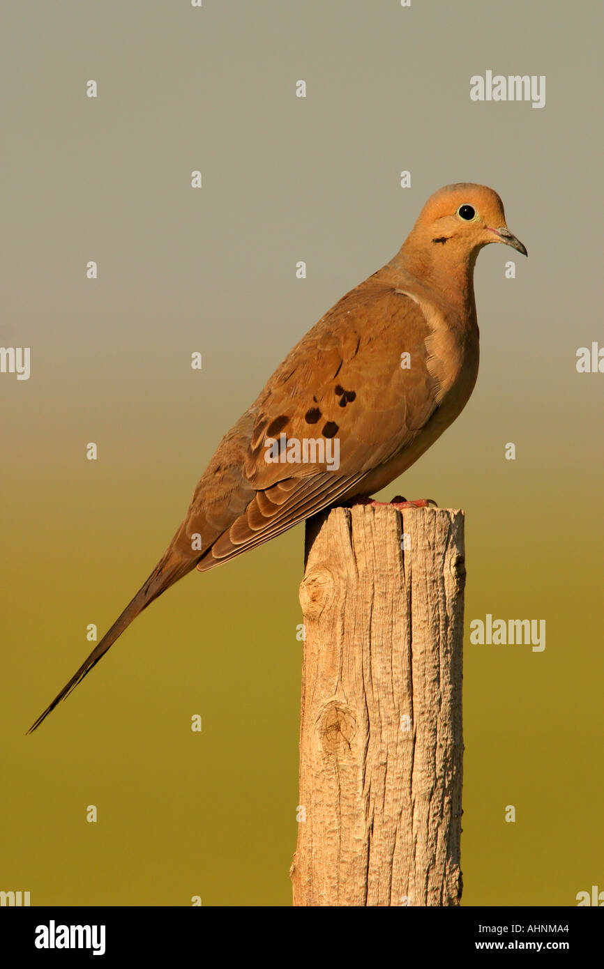 Prairie dove hi-res stock photography and images - Alamy