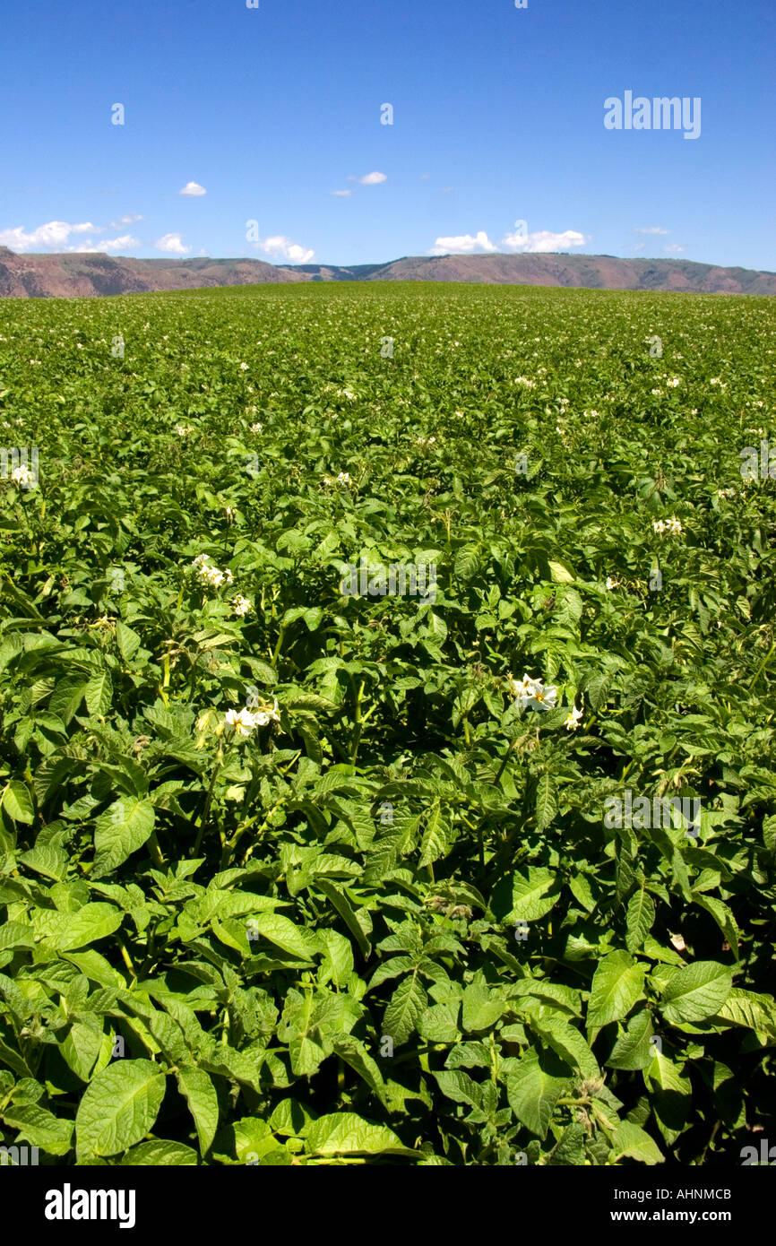 Potato field in bloom near Idaho Falls Idaho Stock Photo - Alamy