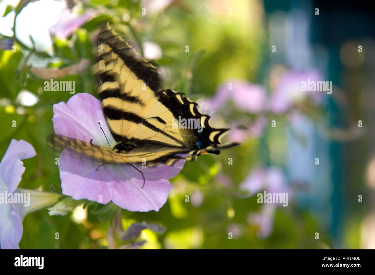 A swallowtail butterfly drinking nectar from a petunia flower with ...