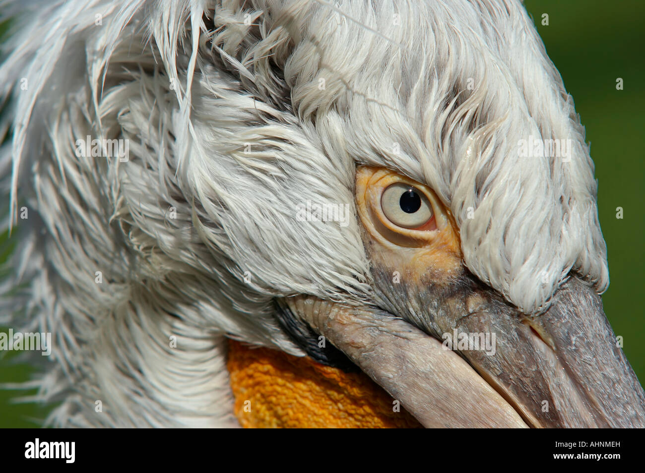 Dalmatian pelican - detail of the eye Stock Photo - Alamy