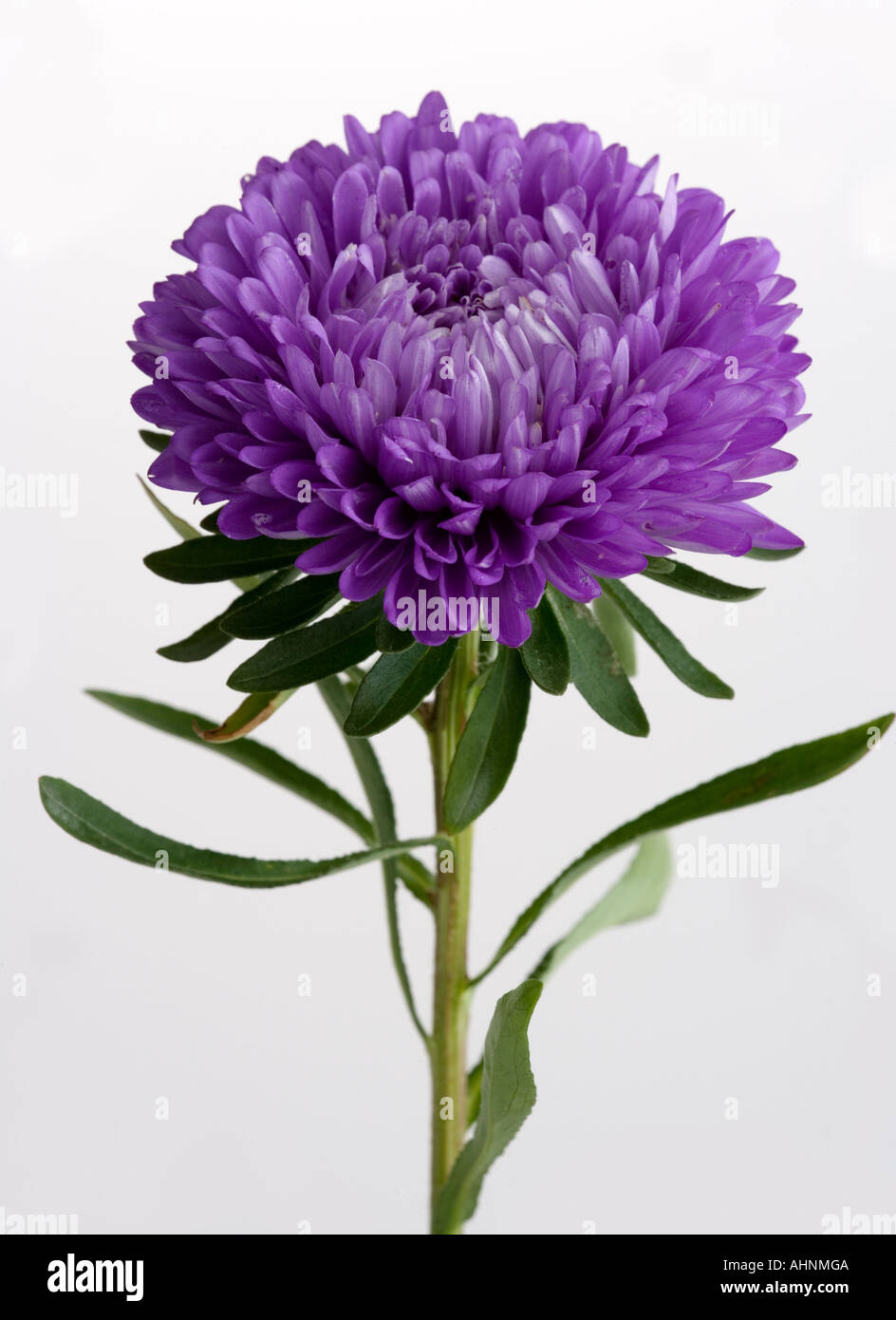 Chinese aster (Callistephus chinensis Stock Photo - Alamy