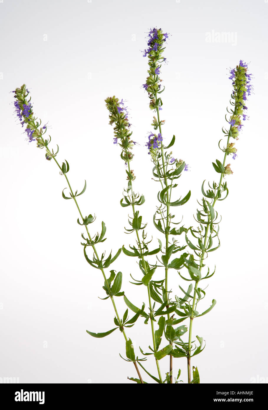 Hyssopus officinalis officinalis hi-res stock photography and images ...