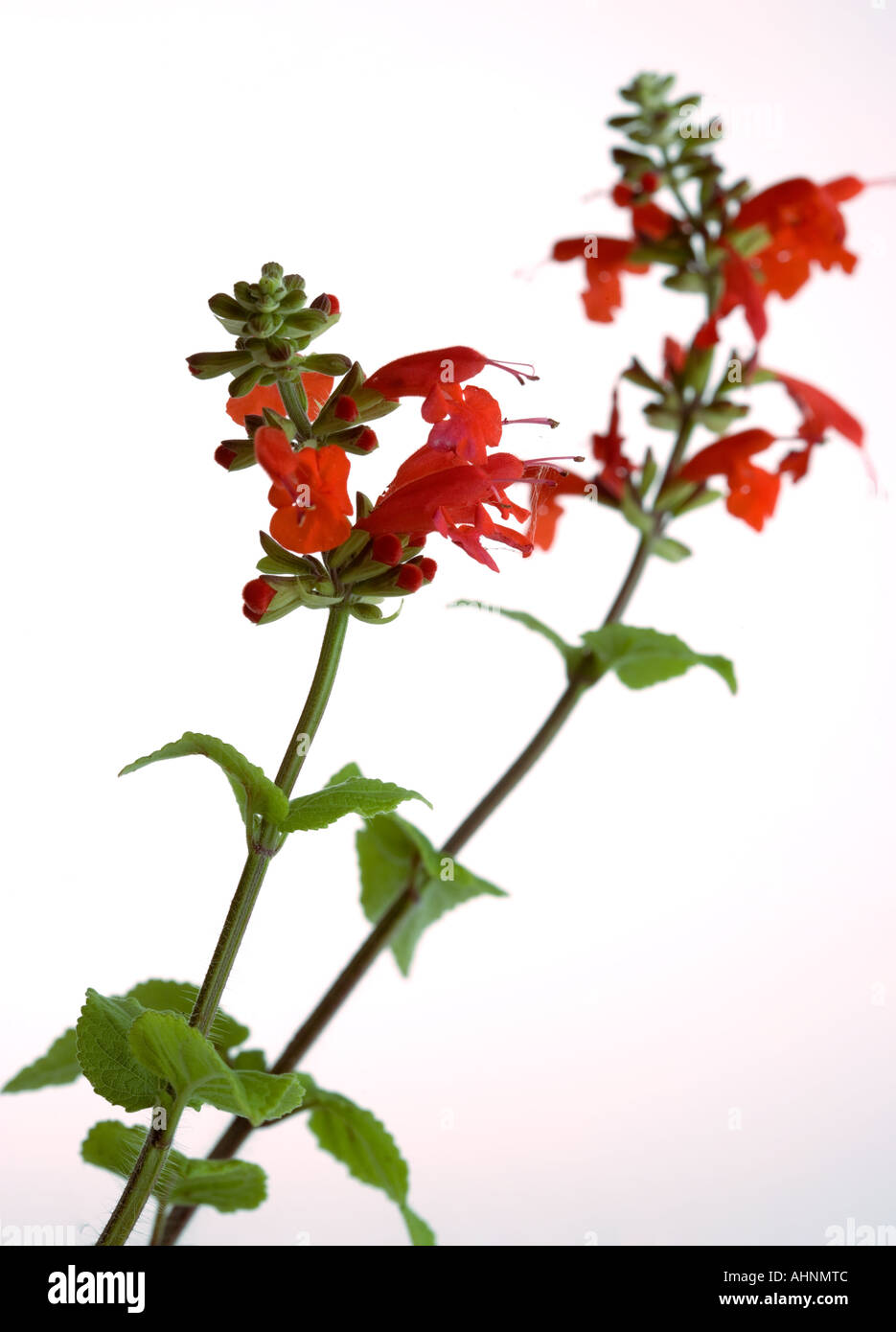 Scarlet sage red salvia hi-res stock photography and images - Alamy
