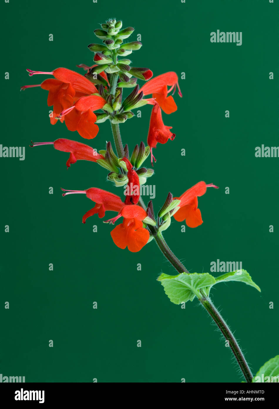 Scarlet sage red salvia hi-res stock photography and images - Alamy