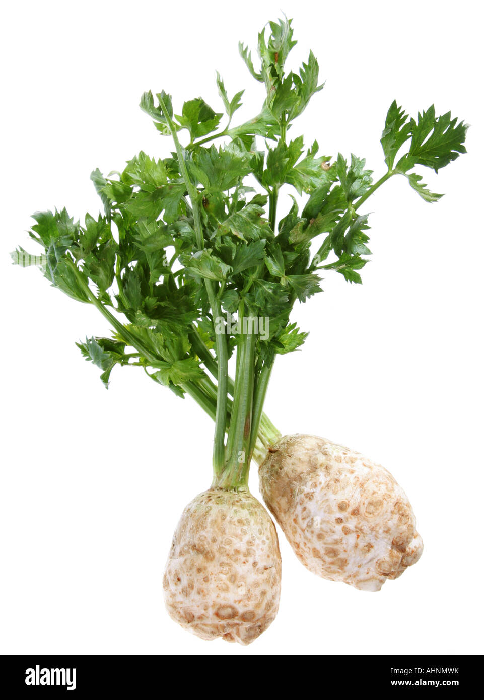 Celery with root isolated on white background Stock Photo - Alamy