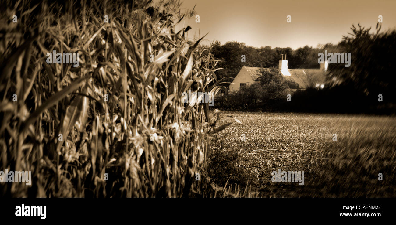 Maize game crop hi-res stock photography and images - Alamy