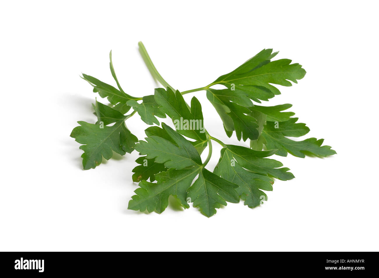 Sprig of Flat Leaf Parsley Stock Photo - Alamy