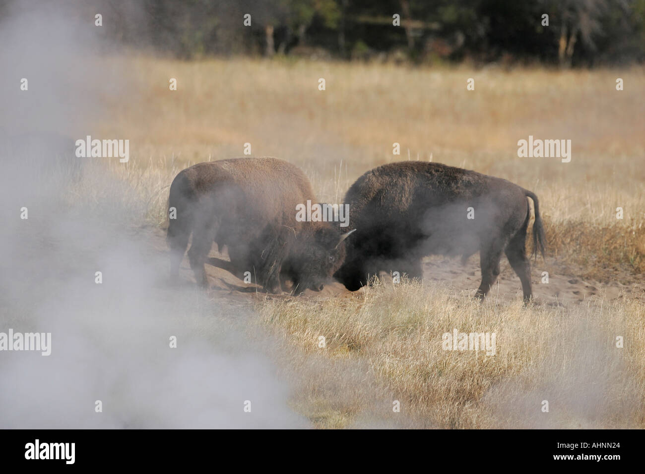 Bull bison fighting Stock Photo - Alamy