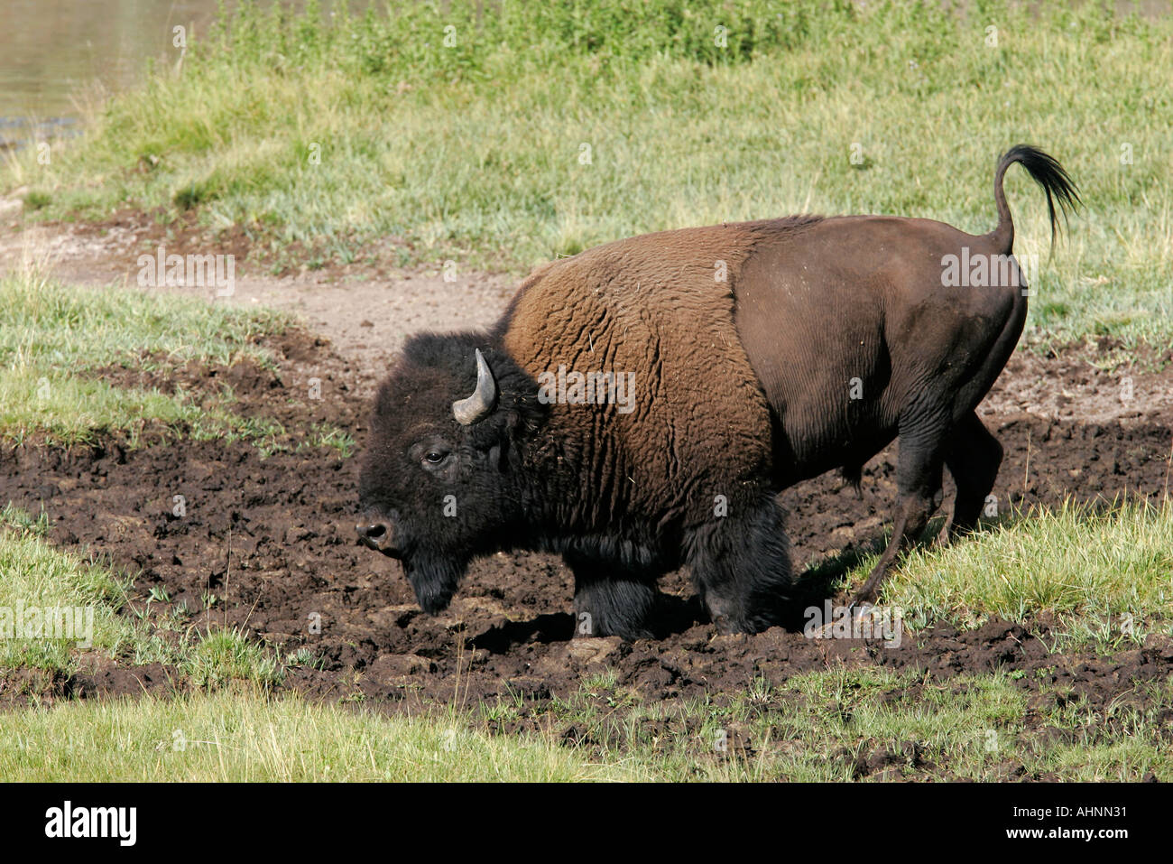 Bull bison during rut Stock Photo - Alamy