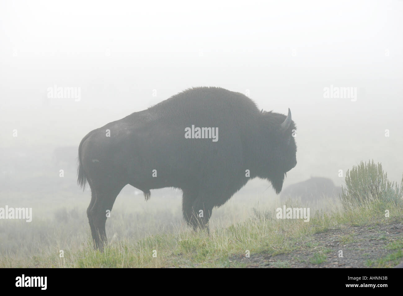 Bison in fog Stock Photo - Alamy