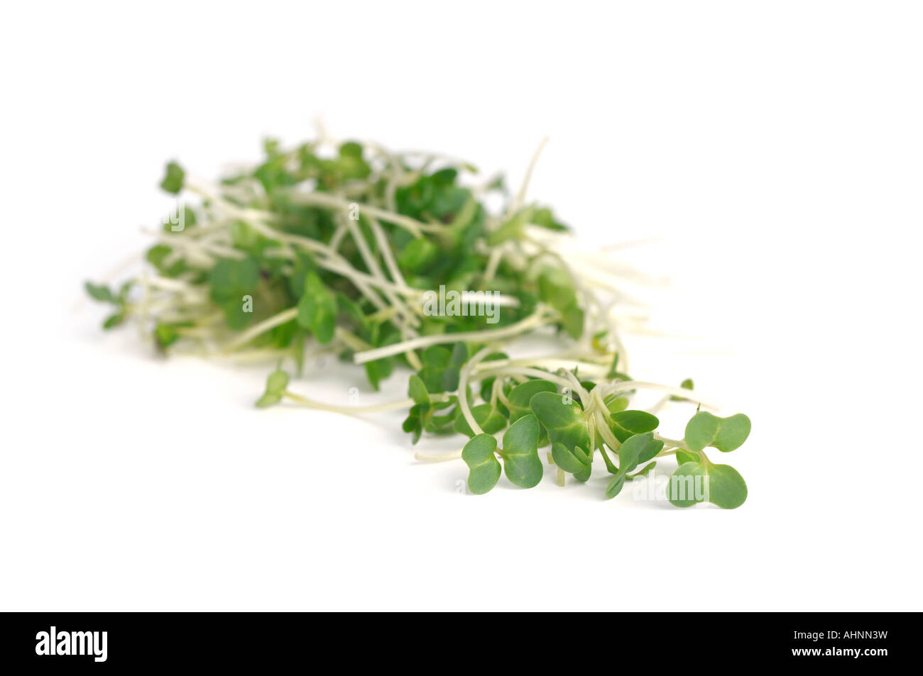 Cress plant Cut Out Stock Images & Pictures - Alamy