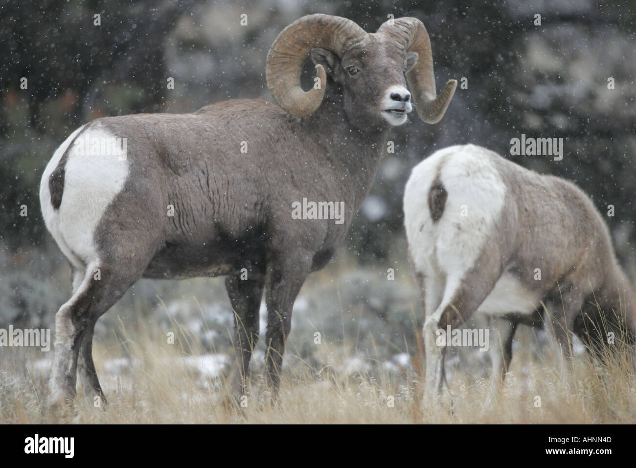Bighorn sheep during autumn rut Stock Photo - Alamy