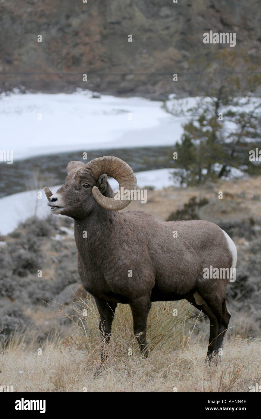 Bighorn sheep during autumn rut Stock Photo - Alamy