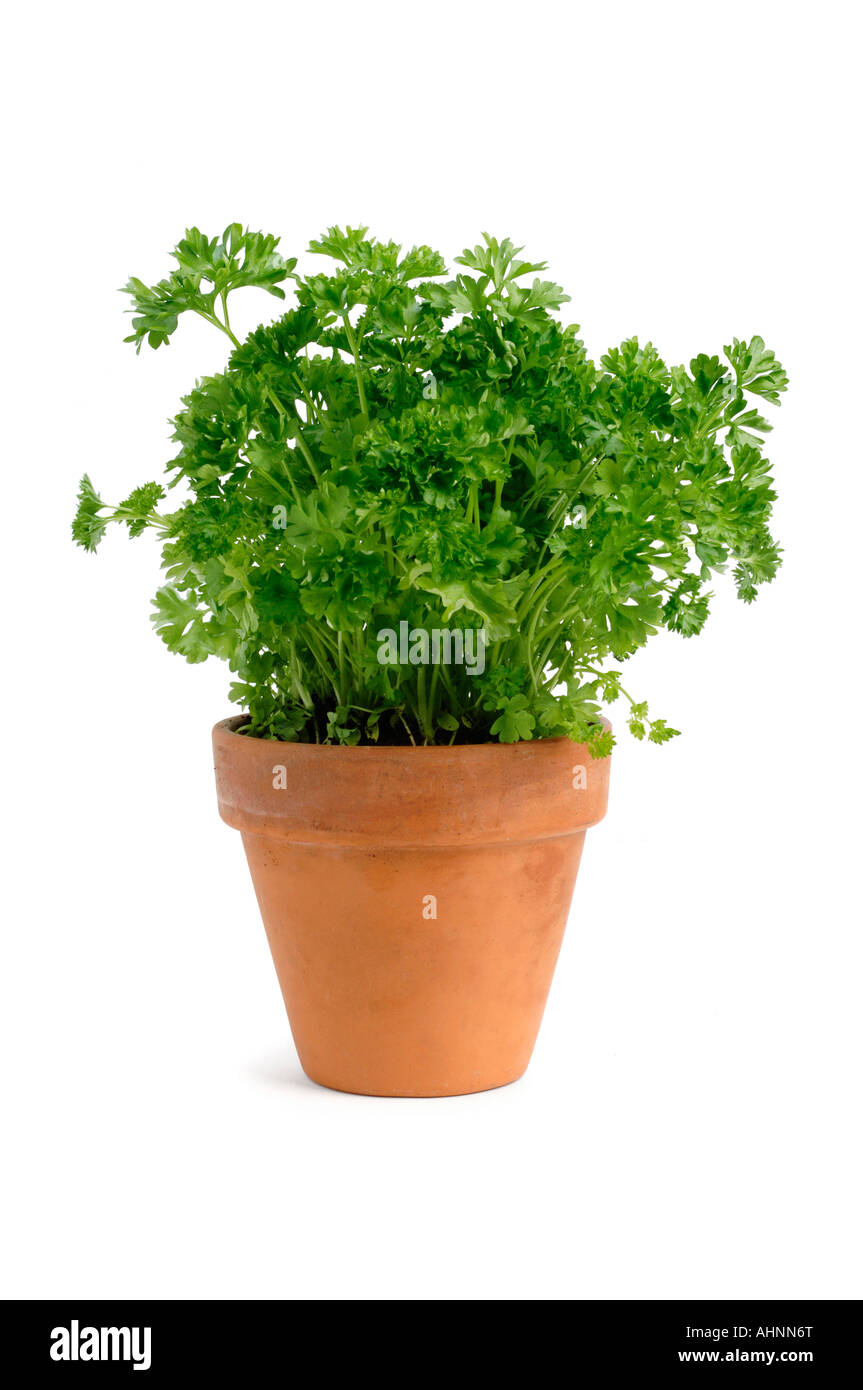Fresh parsley growing in pot Stock Photo - Alamy