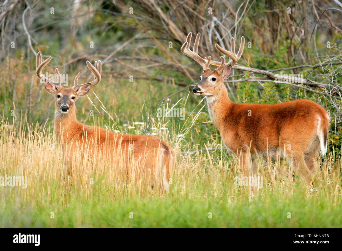 Trophy bucks hi-res stock photography and images - Alamy