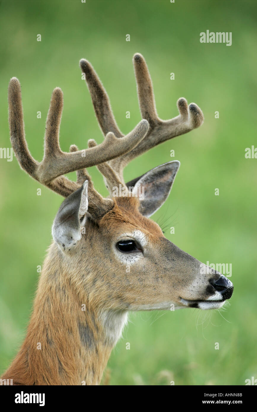 Common deer hi-res stock photography and images - Alamy