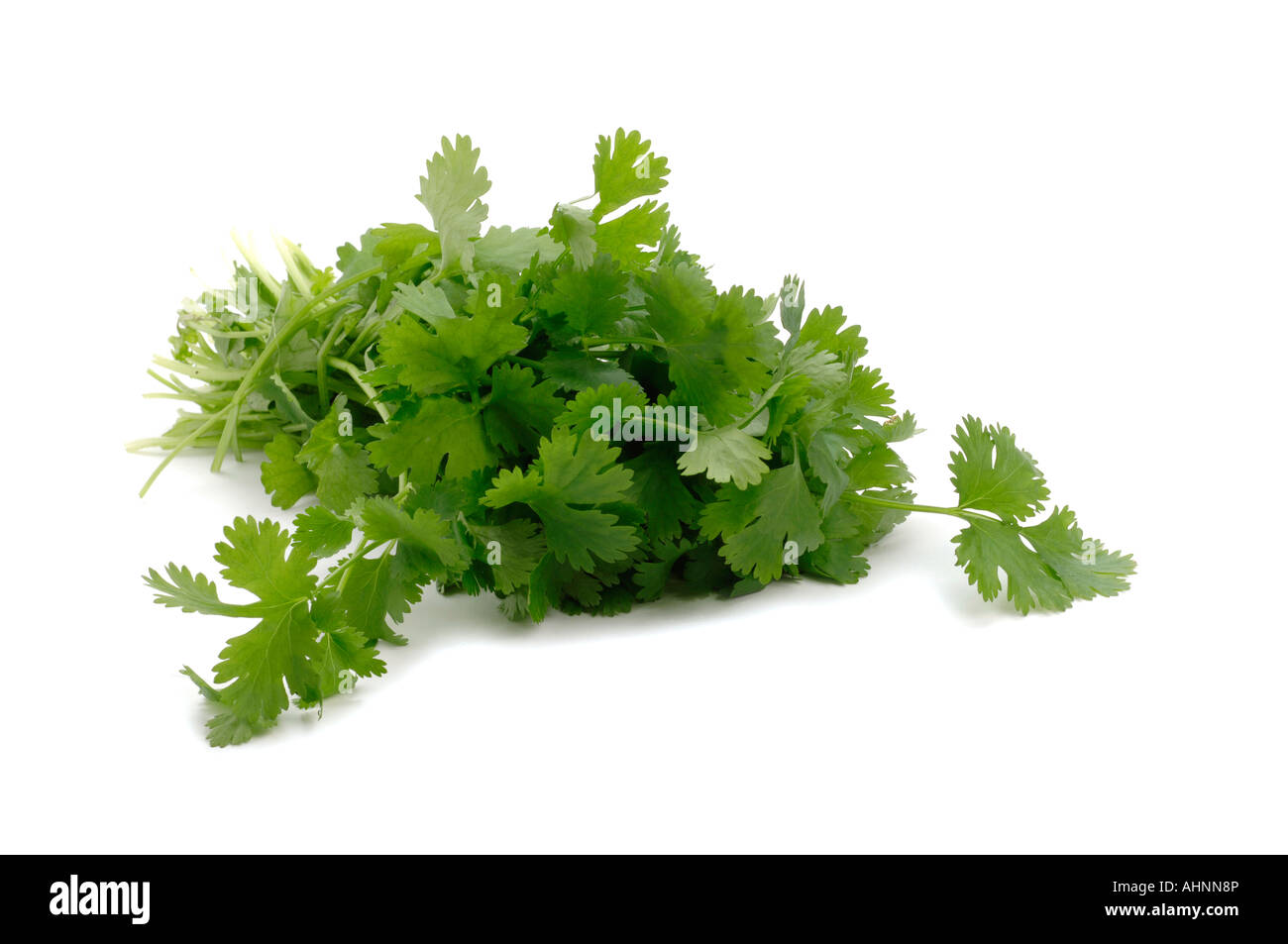 The coriander hi-res stock photography and images - Alamy