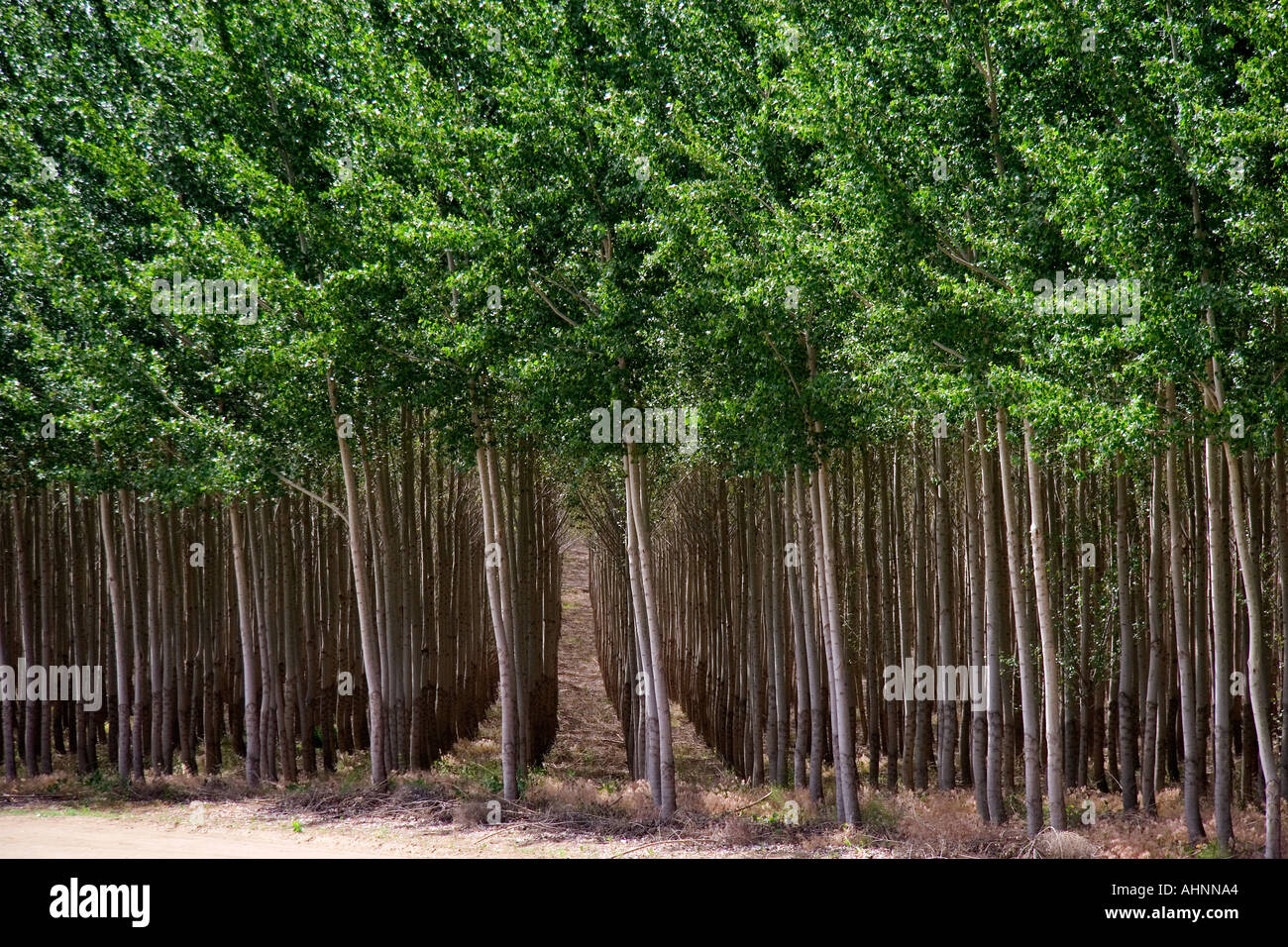 Cottonwood tree on farm hi-res stock photography and images - Alamy