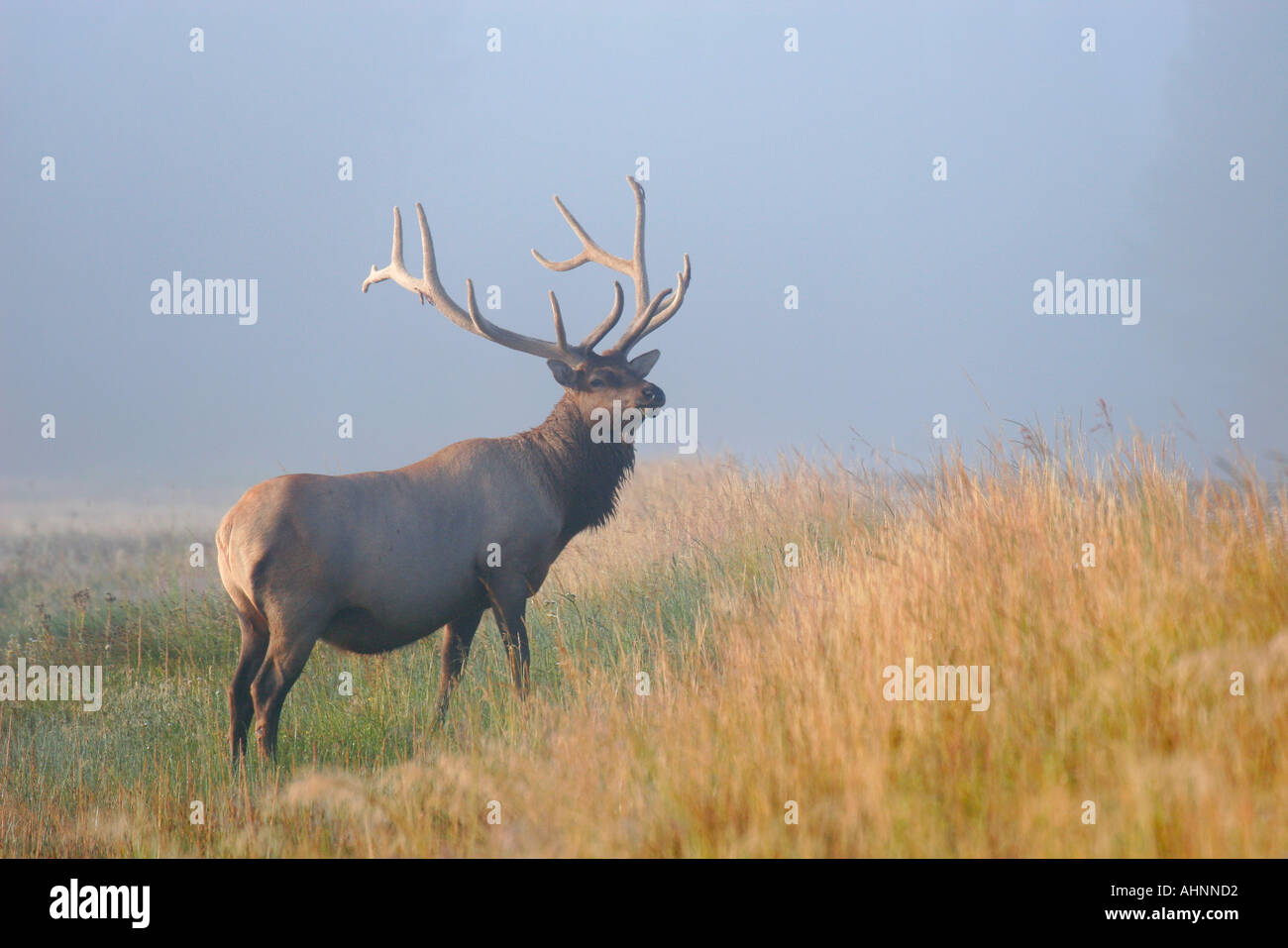 Bull elk in late summer Stock Photo - Alamy