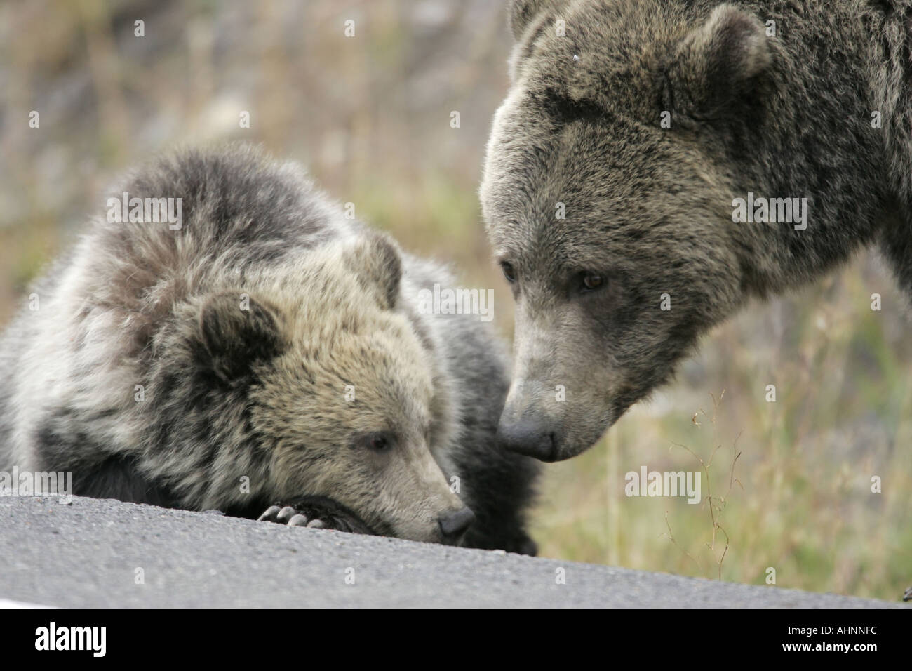 Grizzly bear sow and cub on road Stock Photo - Alamy