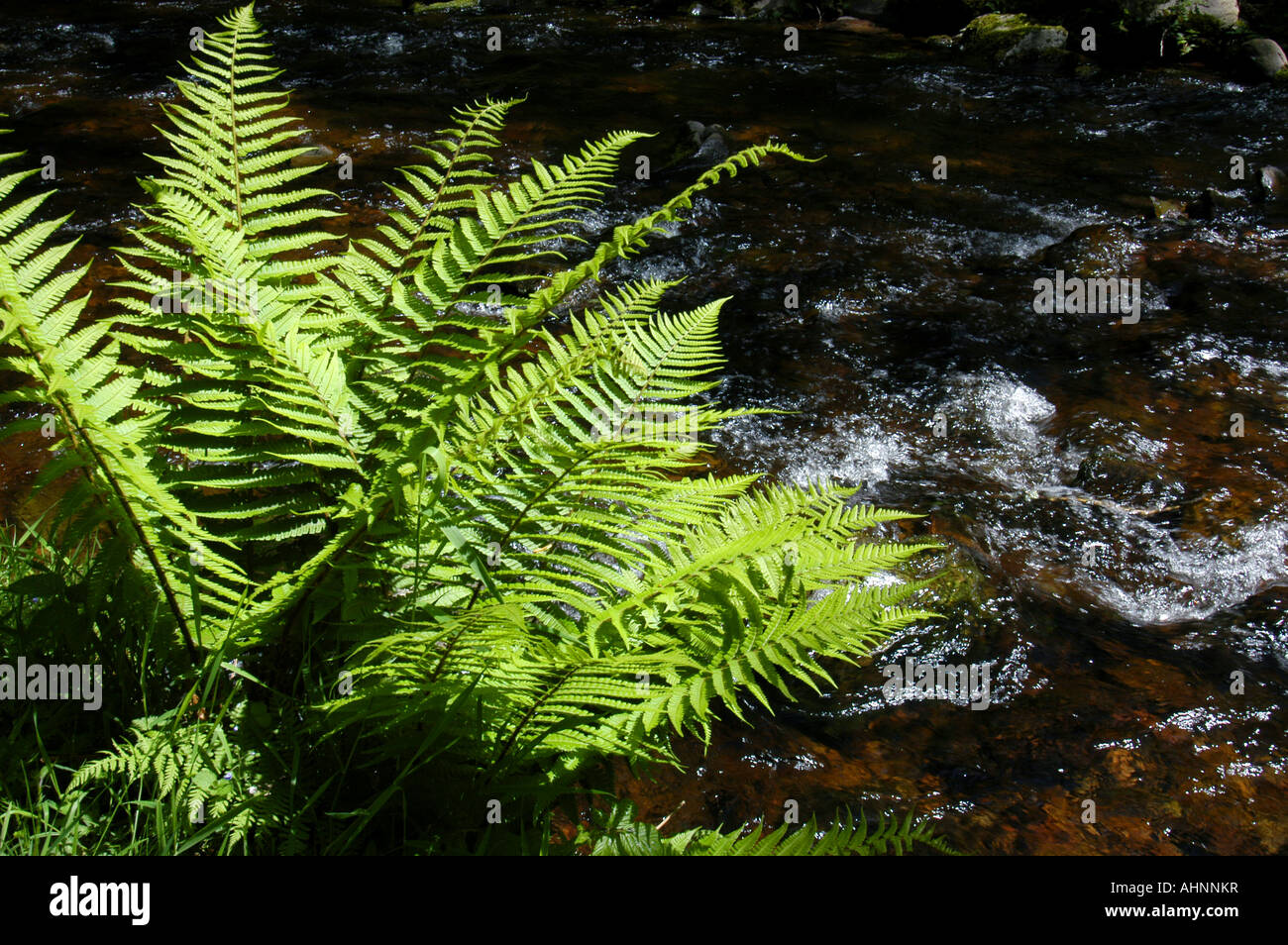 sunlight on a fern near the waters edge Stock Photo - Alamy