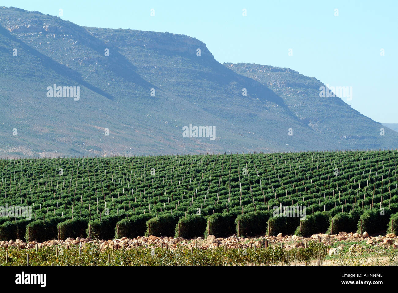 Rows of tomato plants. Citrusdal in the western Cape South Africa RSA ...