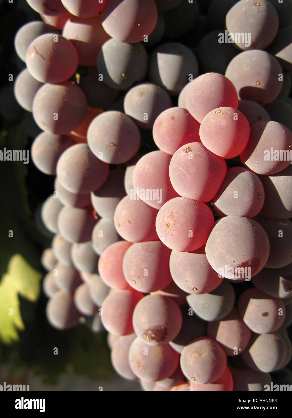 Garnacha grapes hi-res stock photography and images - Alamy