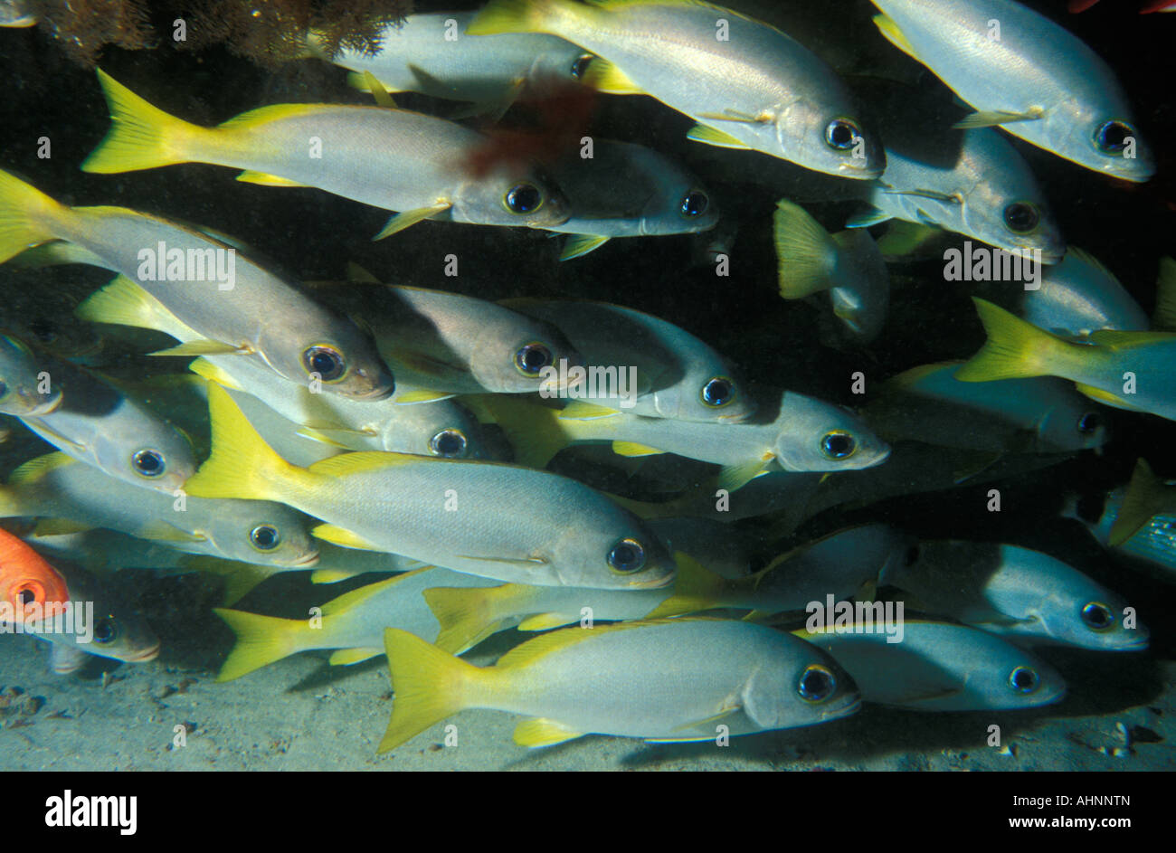 Parapristipoma humile Guinean grunt school on a Sal Island reef, Cape ...