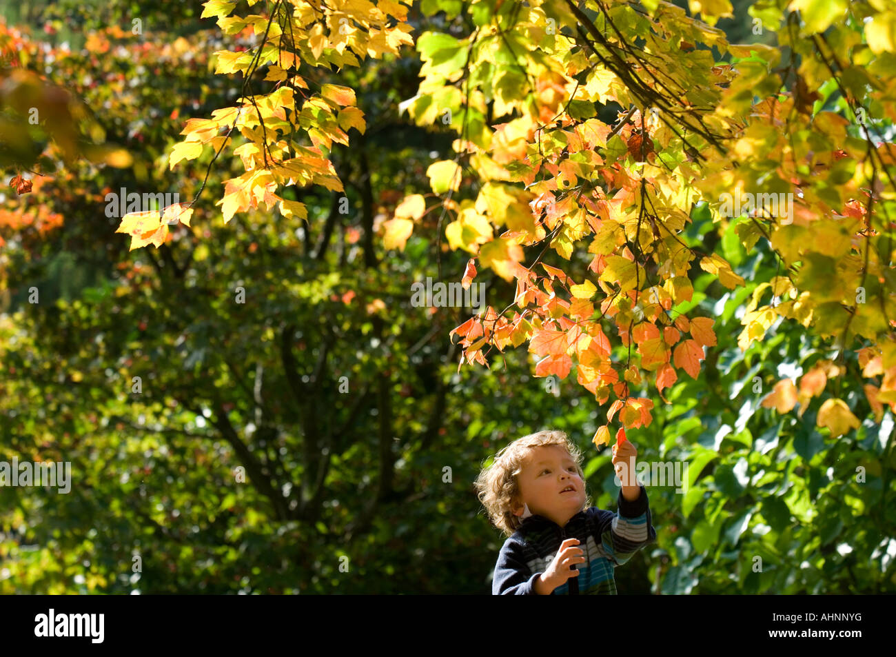 AUTUMN COLOUR VISITORS TO BATSFORD ARBORETUM MORETON IN MARSH COTSWOLDS ...