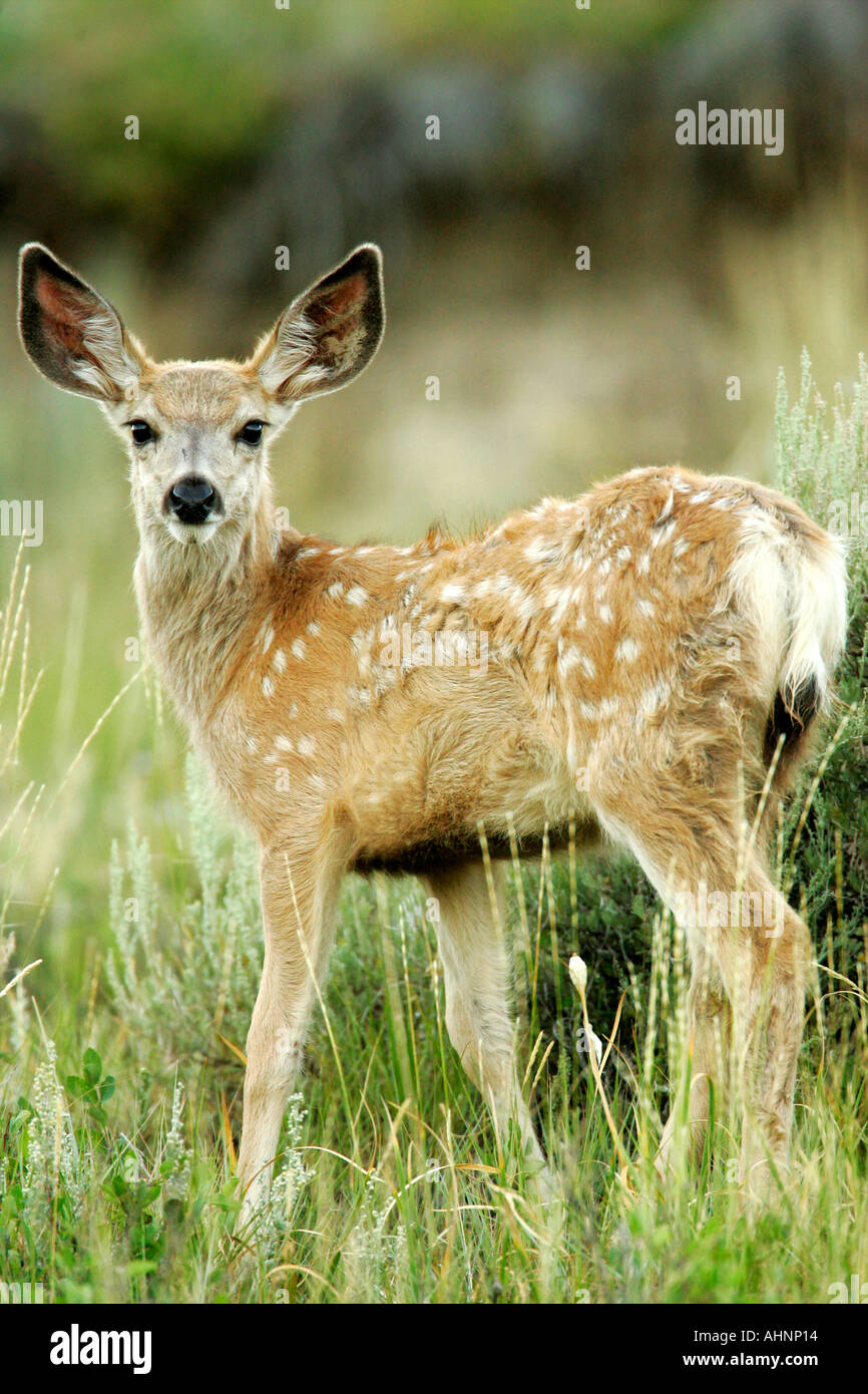 Mule deer fawn Stock Photo - Alamy