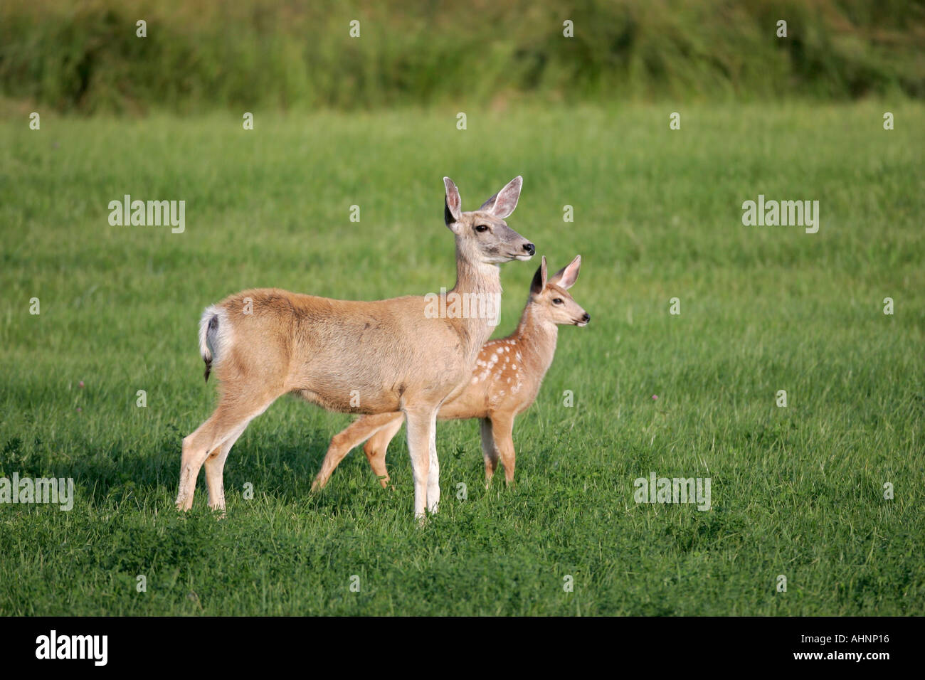 Mule deer fawns Stock Photo - Alamy