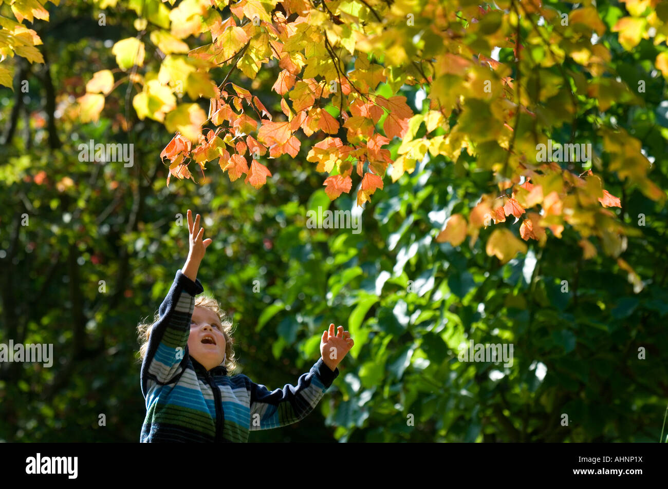 AUTUMN COLOUR VISITORS TO BATSFORD ARBORETUM MORETON IN MARSH COTSWOLDS ...