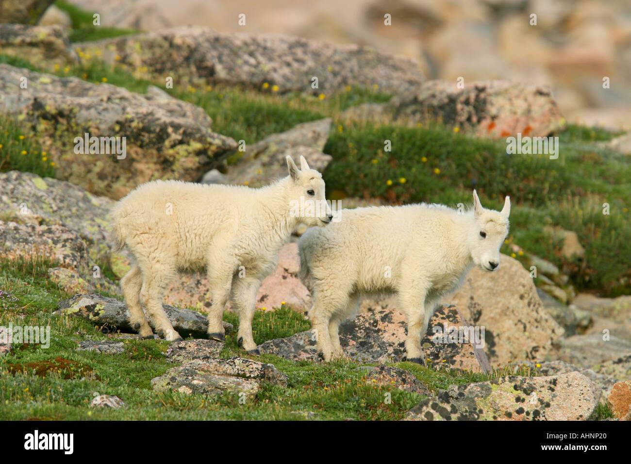 Mountain goat babies Stock Photo - Alamy