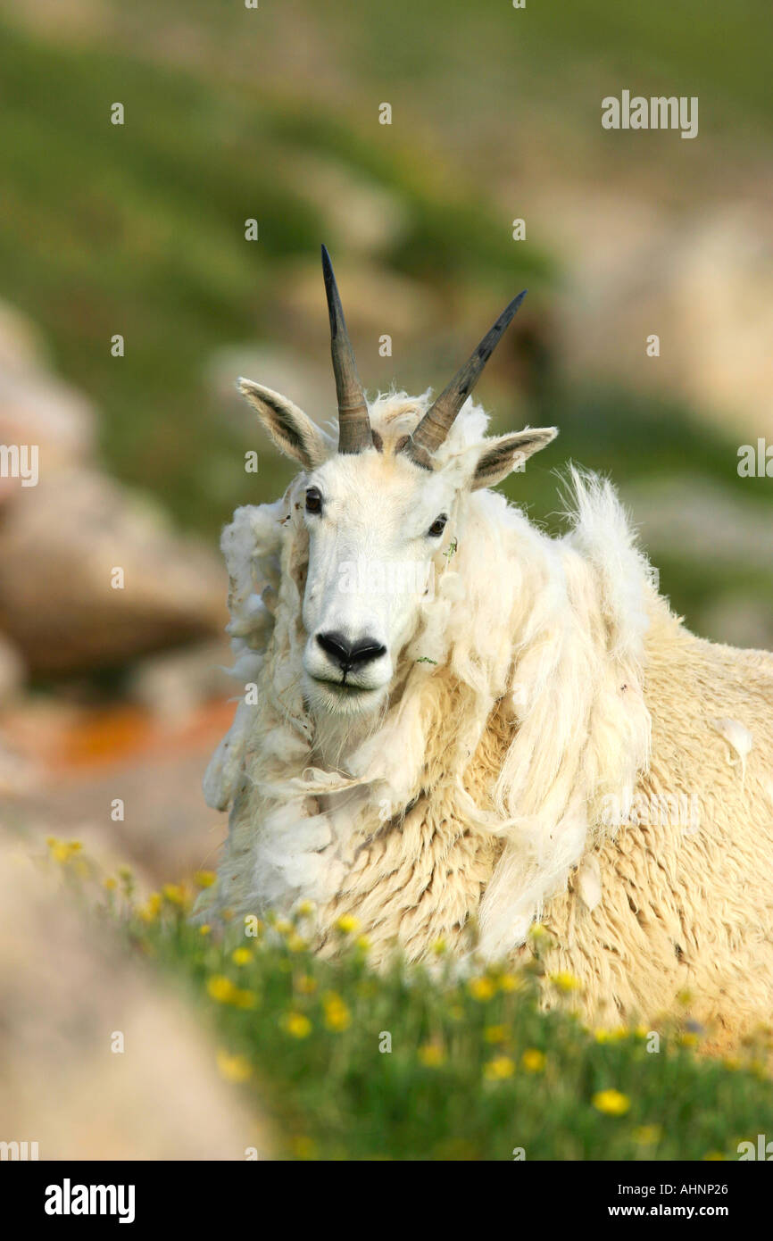 Mountain goat lying in an alpine environment surrounded by wildflowers ...