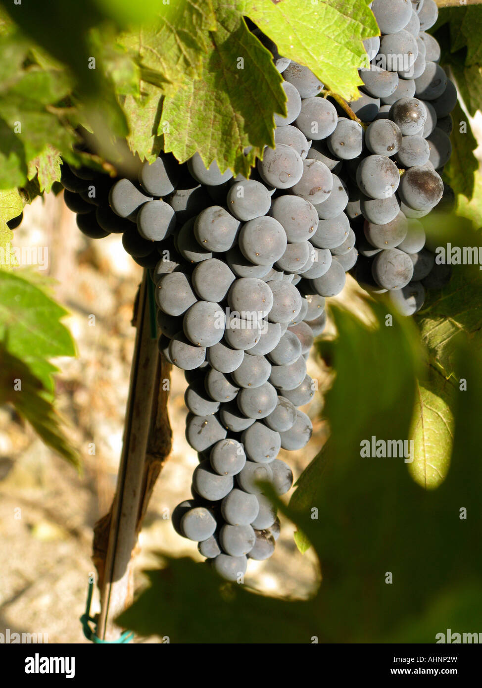 garnacha grape detail closeup close up Stock Photo - Alamy