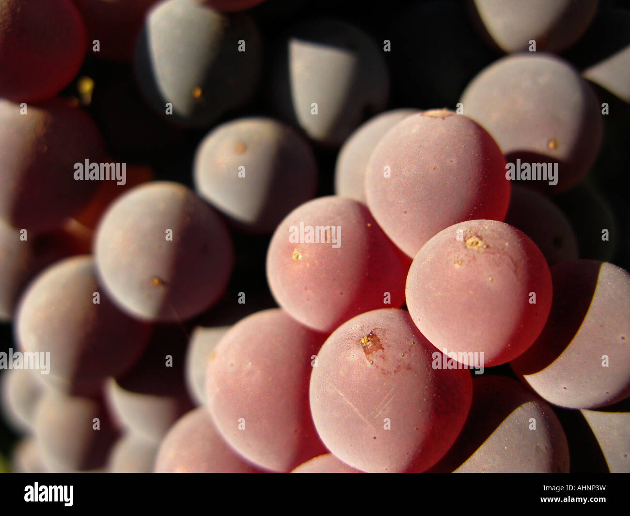 Garnacha vine hi-res stock photography and images - Alamy