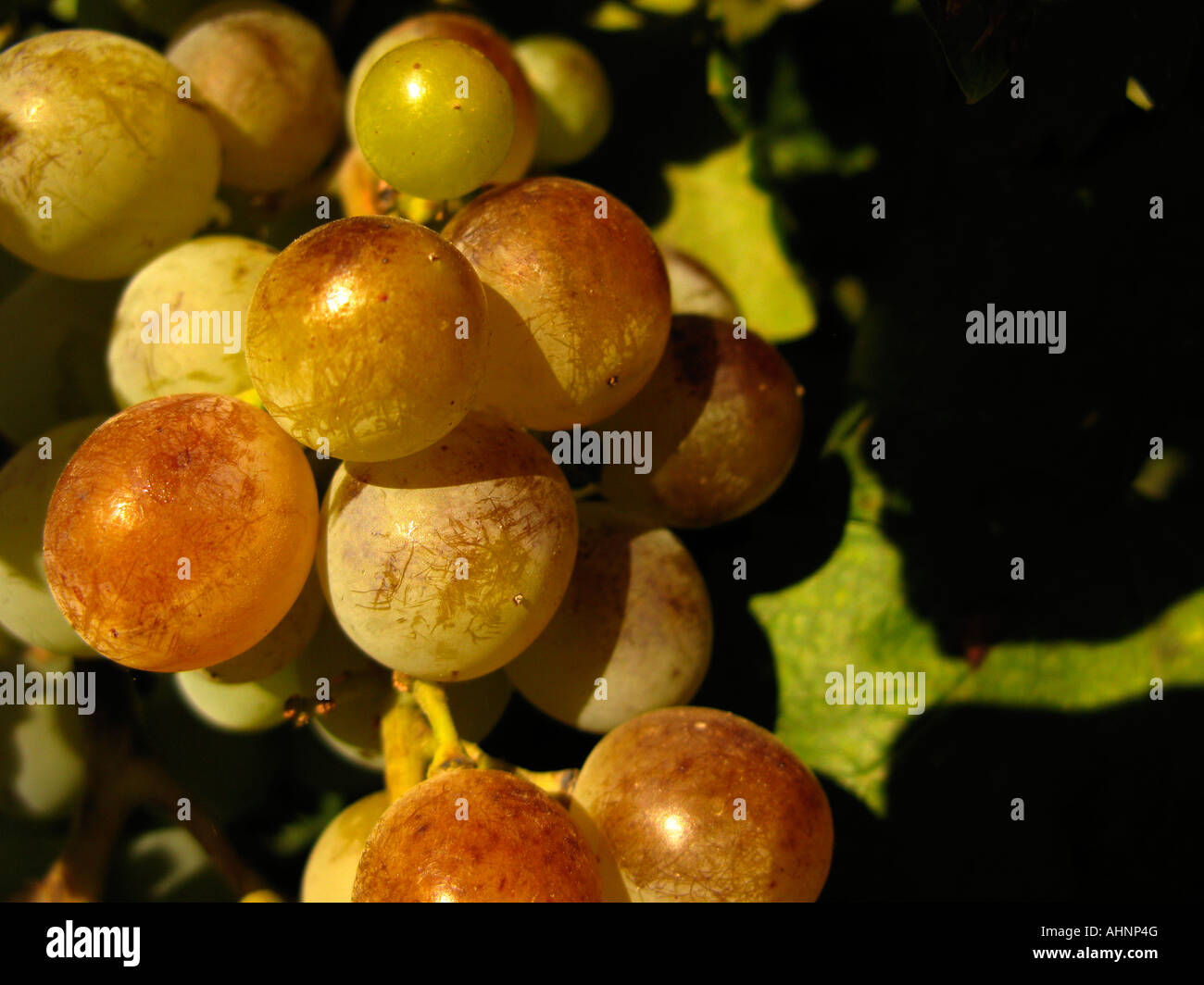 growing white grapes close up closeup detail Stock Photo - Alamy