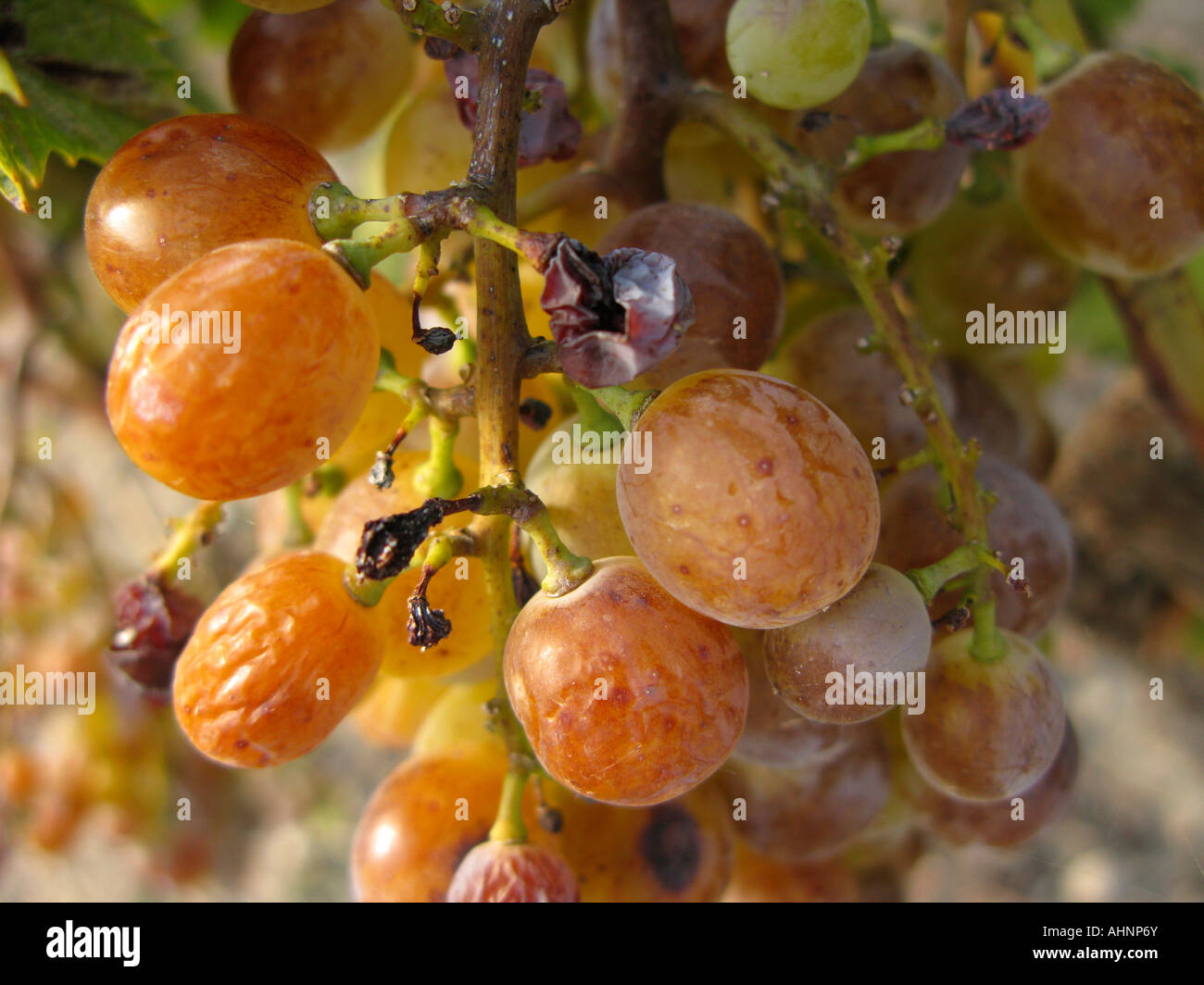over ripe white grapes vineyard Stock Photo - Alamy