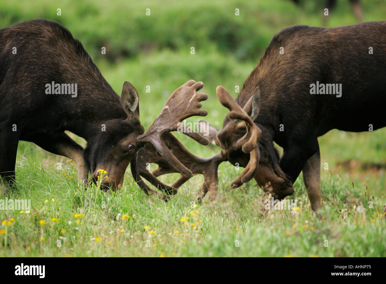 Bull moose fighting during the summer with their antlers in velvet ...