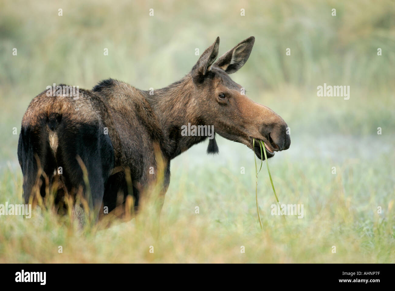 Moose browse hi-res stock photography and images - Alamy